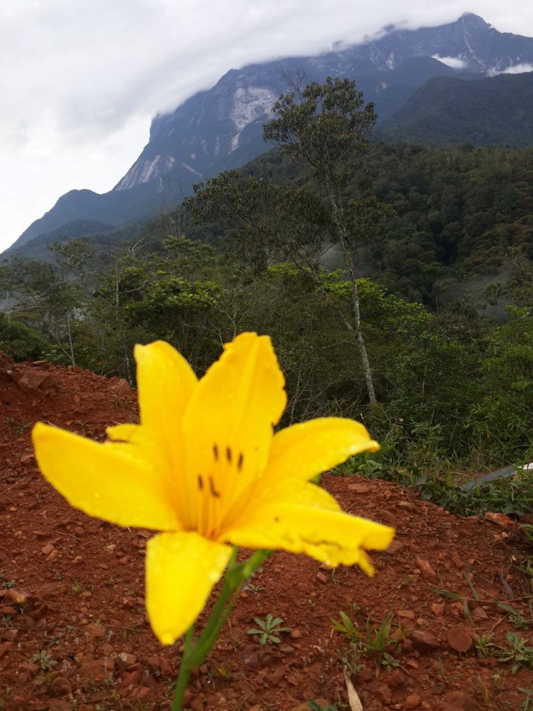 Nikgold Garden, Kundasang, Sabah. - Reviewbah.com