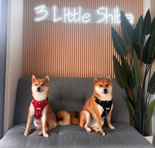 Three Little Shiba Studio And Cafe, Kuala Lumpur | Pet Shop | Reviewbah
